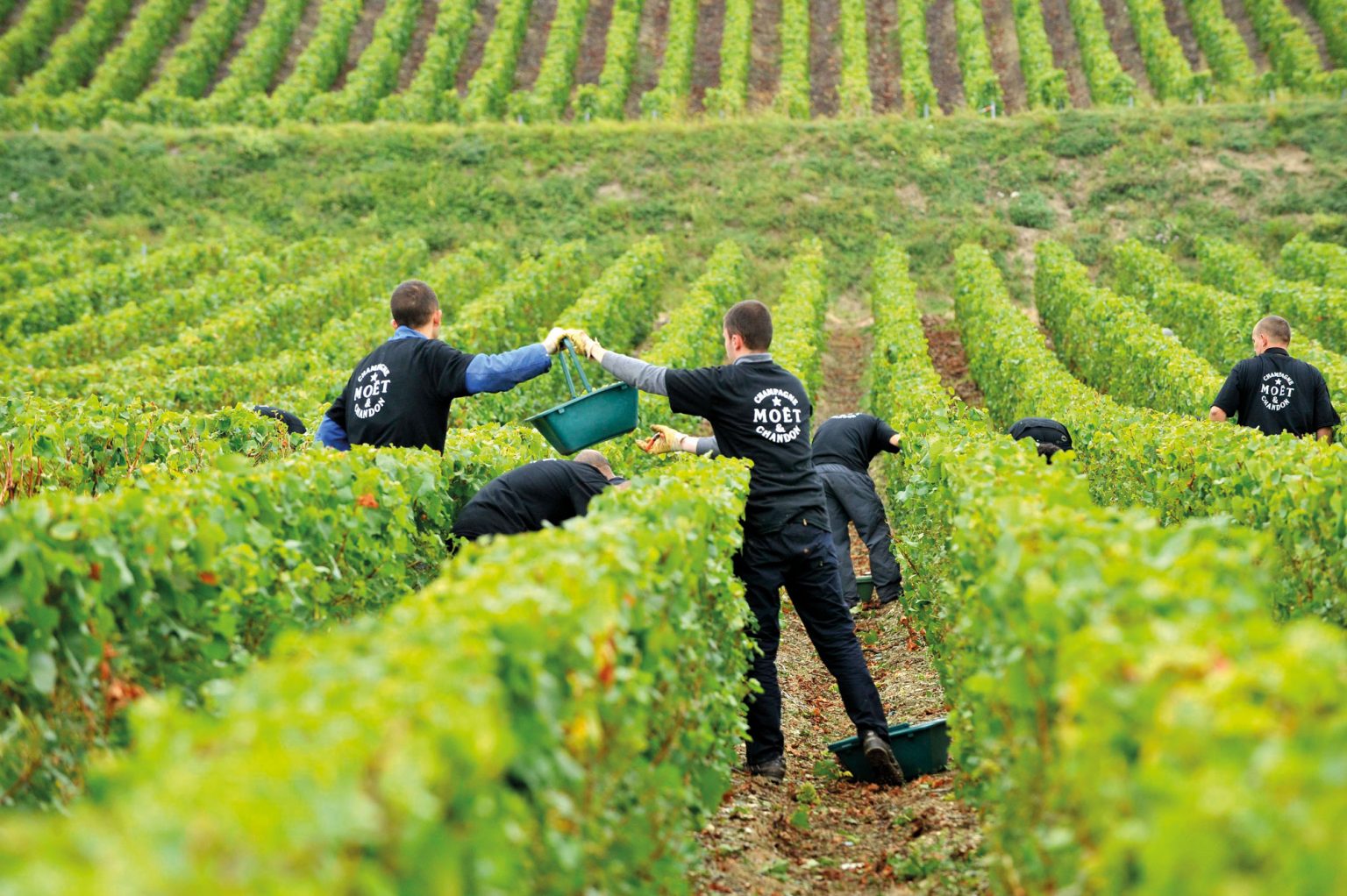 ROX TALKS | ETHAN BOROIAN, UK AMBASSADOR FOR MOËT HENNESSY | ROX MAGAZINE